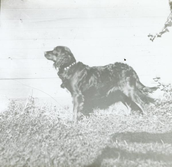 [Doering family dog in the backyard of the Doering residence at 1837 N ...